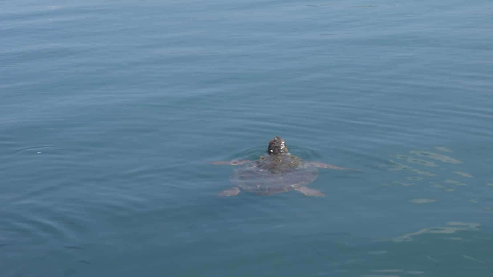 Visiting Argostoli & Seeing the Sea Turtles in Kefalonia