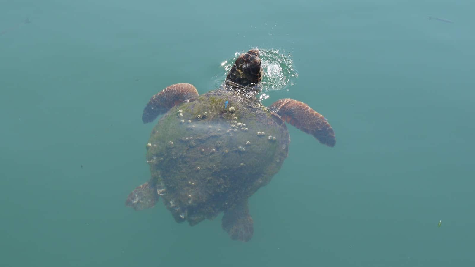 Visiting Argostoli & Seeing the Sea Turtles in Kefalonia